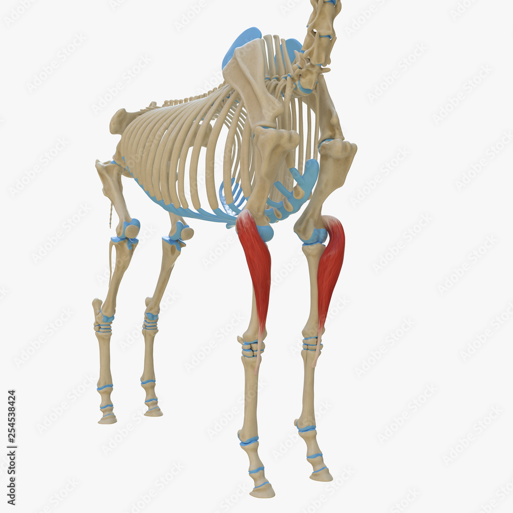 3d rendered medically accurate illustration of the equine muscle ...