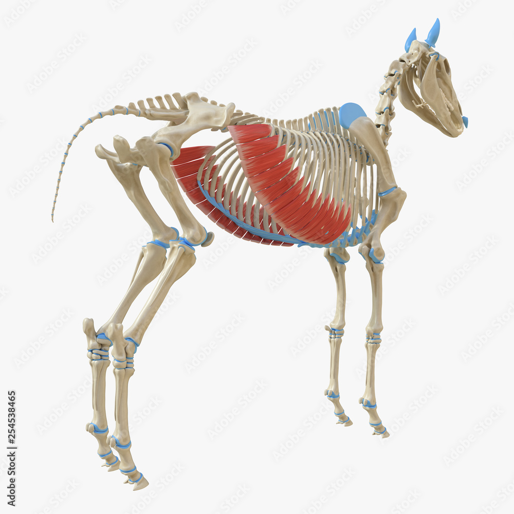 3d rendered medically accurate illustration of the equine muscle ...