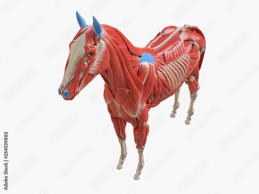 3d rendered medically accurate illustration of the equine muscle ...