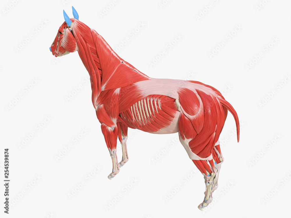 3d rendered medically accurate illustration of the equine muscle ...