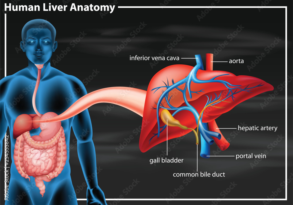 Human liver anatomy diagram Stock Vector | Adobe Stock