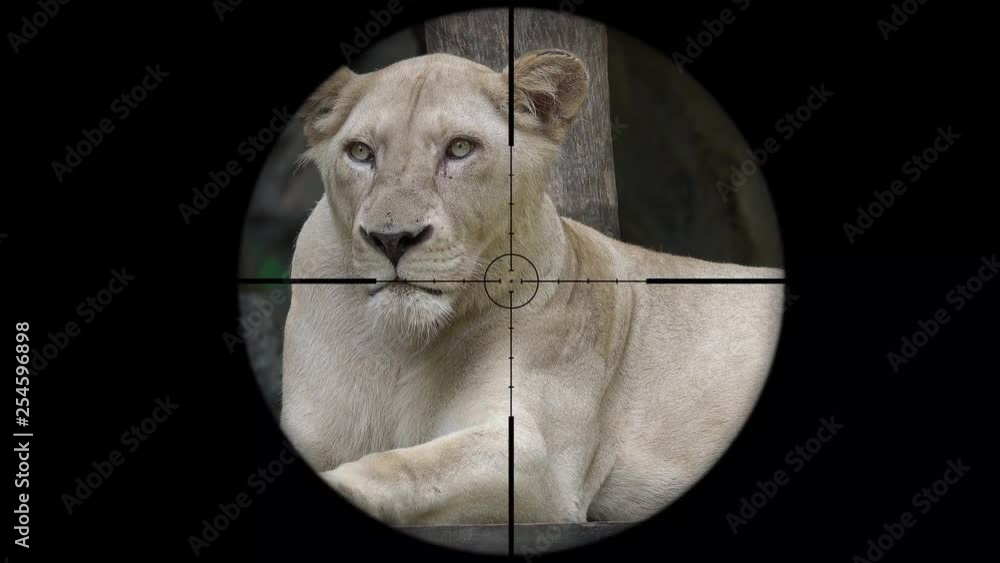 Female Lion Seen in Gun Rifle Scope. Wildlife Hunting. Poaching ...