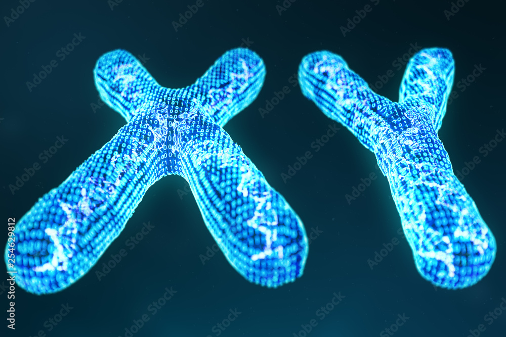XY digital, artificial chromosomes with DNA carrying the genetic code ...