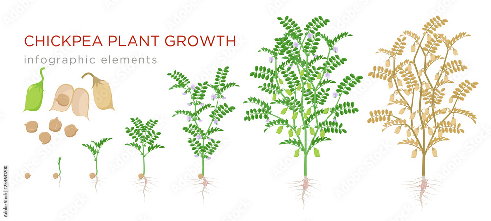 Chickpea plant growth stages infographic elements. Growing process of ...