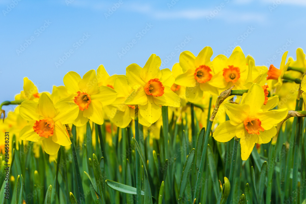 yellow dutch daffodil flowers close up low angle of view with blue sky ...