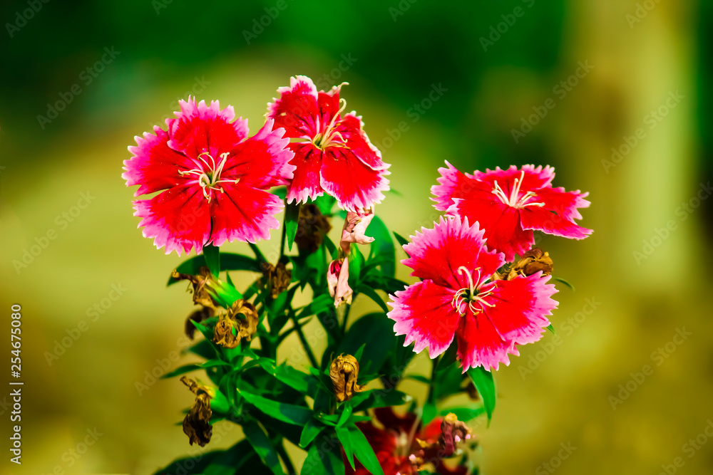 beautiful red hd nature photo with full blur background view Stock ...