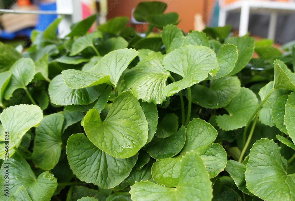 Centella asiatica plant. It is native to the wetlands in Asia. It is ...