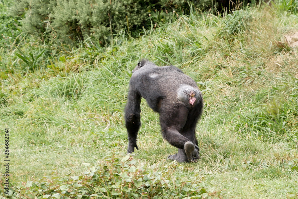Chimpanzees Walking