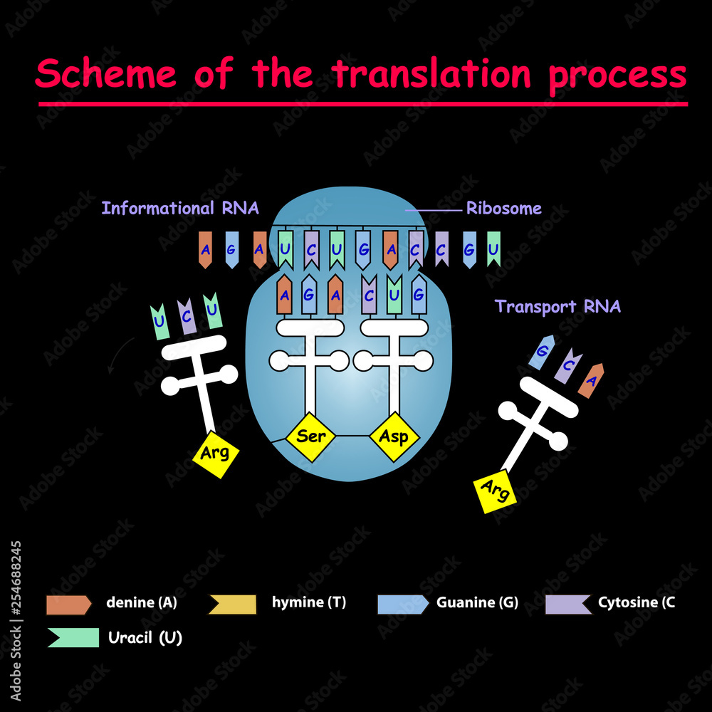 Scheme of the translation process. syntesis of mRNA from DNA in the ...