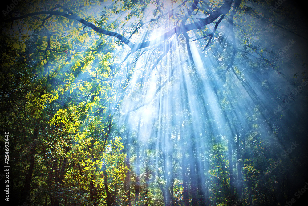 Light Rays Through Trees