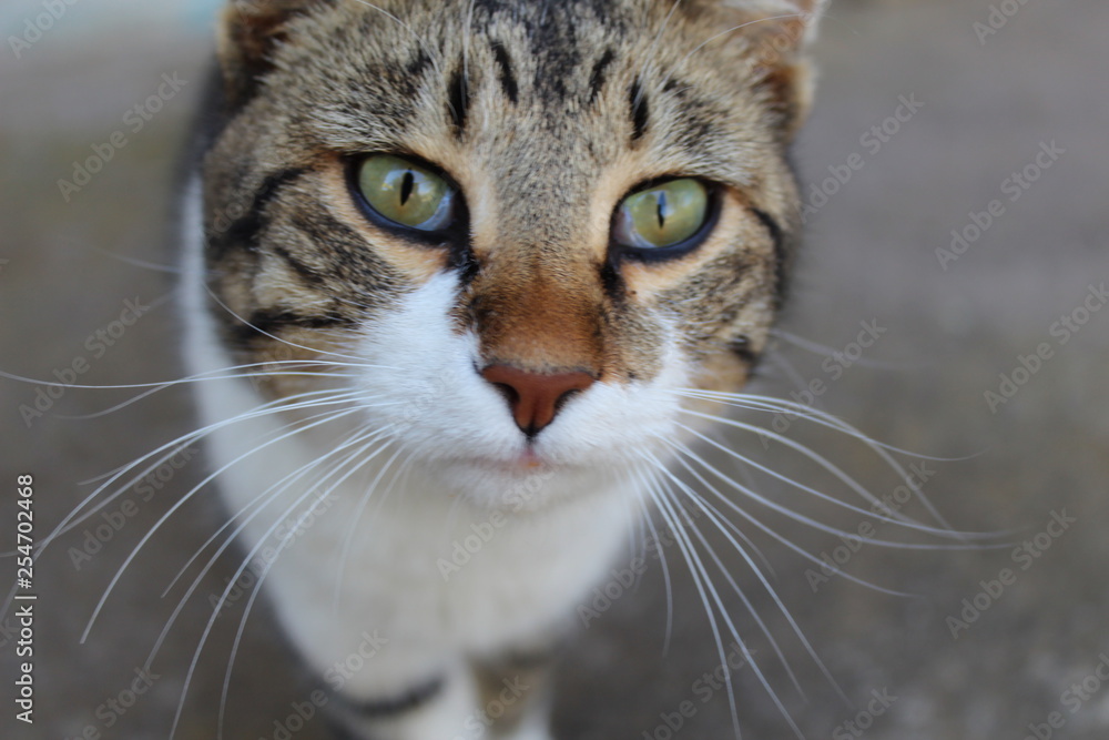 Gato pardo fotografía de retrato con ojos verdes. Stock Photo | Adobe Stock