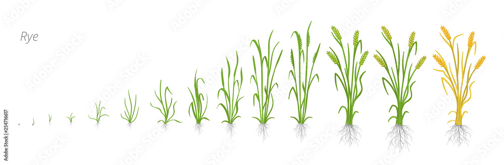 Growth stages of Rye plant. Cereal increase phases. Vector illustration ...