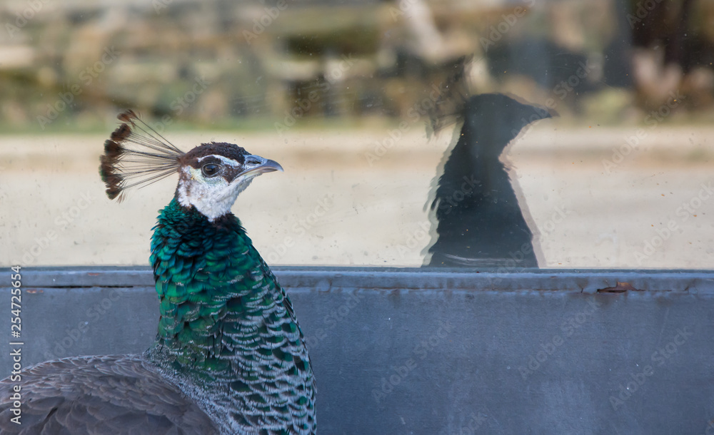 El pavo real común o Pavo cristatus, refleja su sombra en un cristal ...