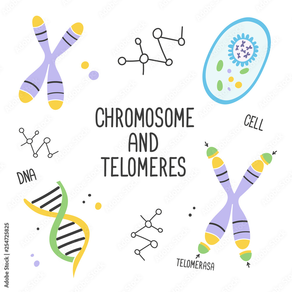Cell, chromosome, telomeres, telomerase, DNA. Vector set. Stock Vector ...