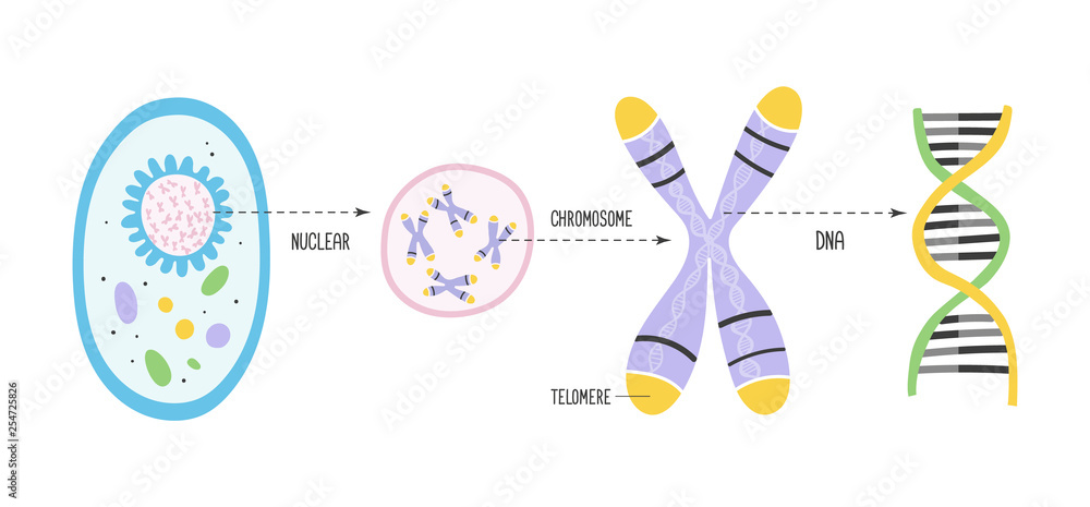 Fototapeta Vector Illustration showing the structure of chromosome and ...