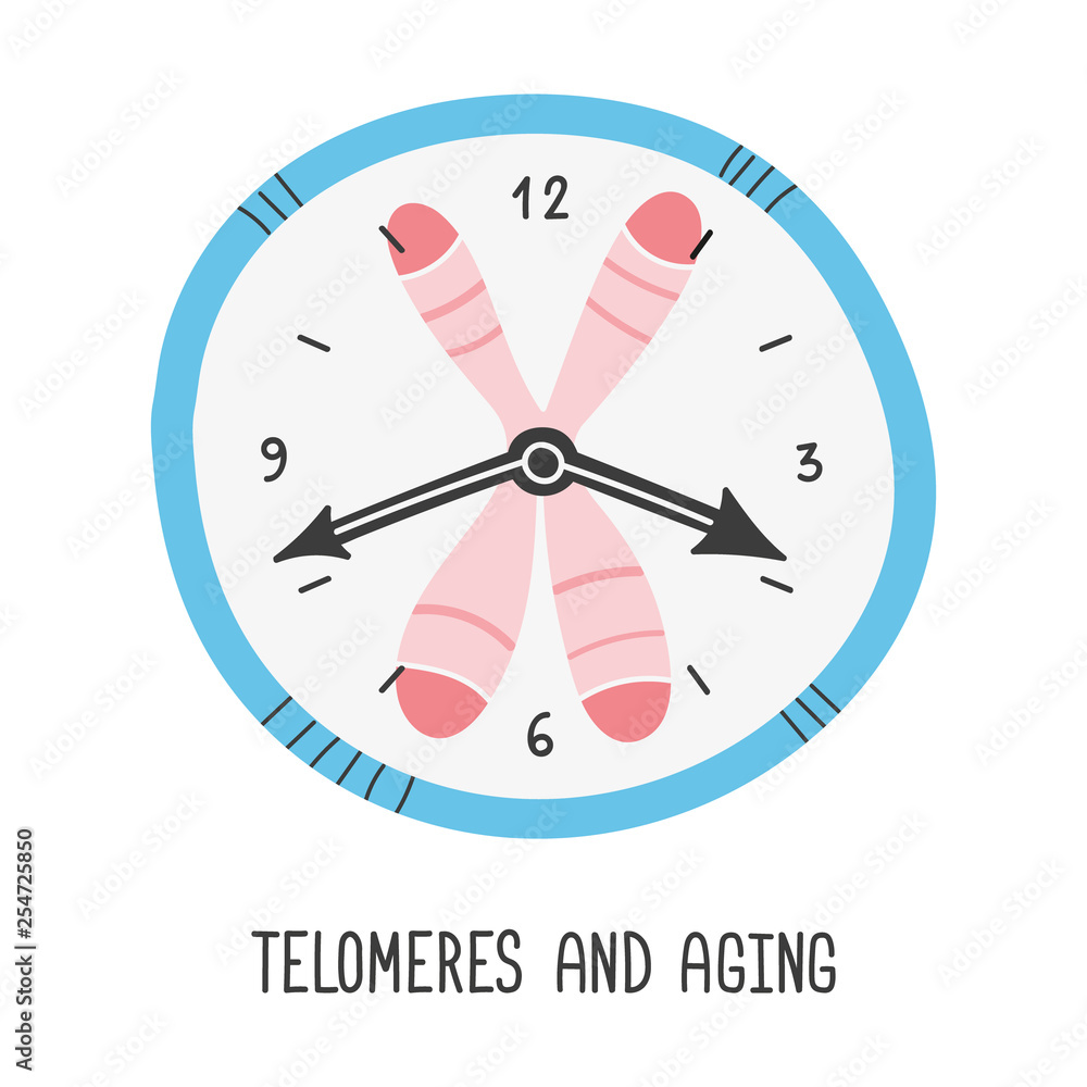 Telomeres And Aging