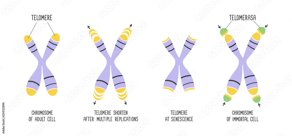Vetor de Telomeres and enzyme telomerase. Chromosome structure ... Vetor de Telomeres and enzyme telomerase. Chromosome structure ...
