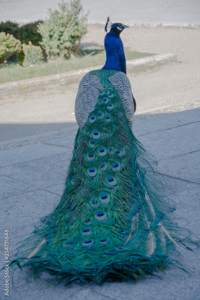 Foto de Macro de plumas del pavo real común o Pavo cristatus, especie ...