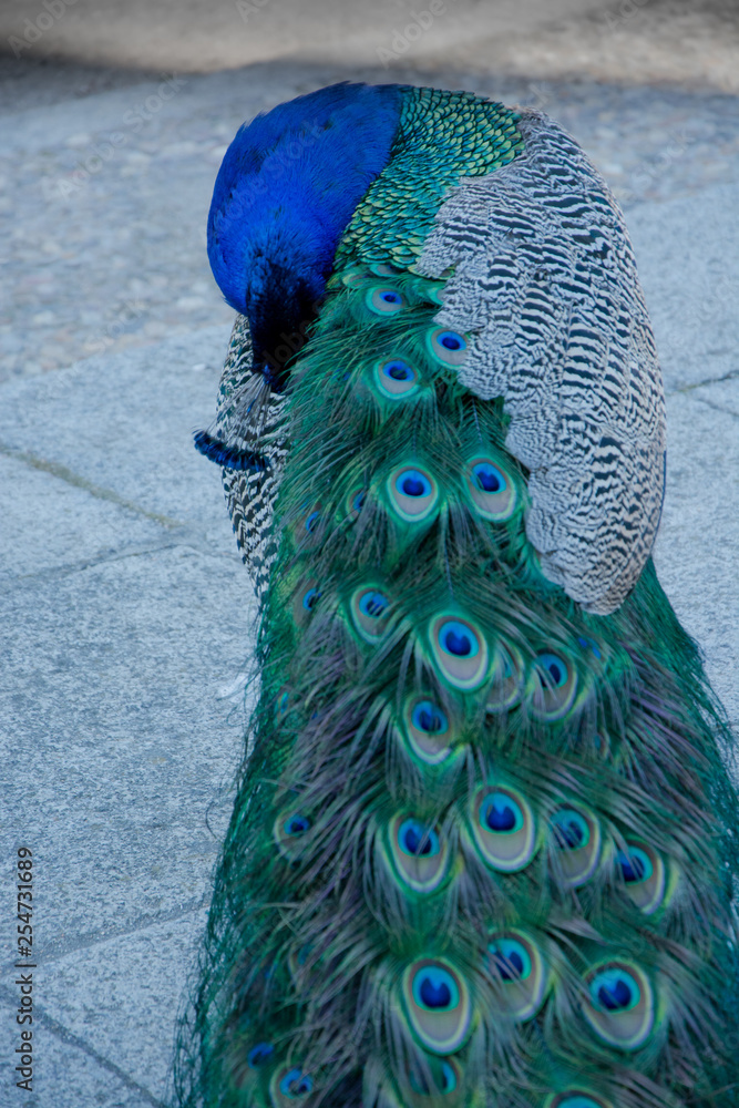 Macro de plumas del pavo real común o Pavo cristatus, especie de ave ...