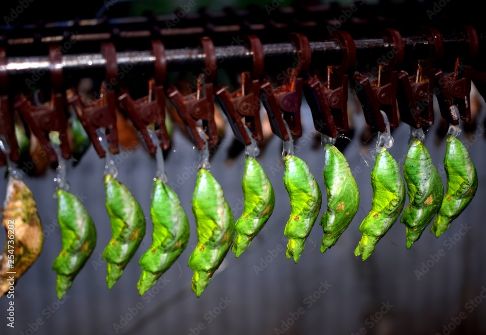 Butterfly farming is the breeding of pupae for sale to local butterfly ...