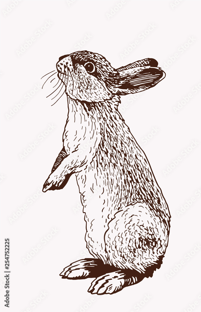 Bunny Illustration Vintage