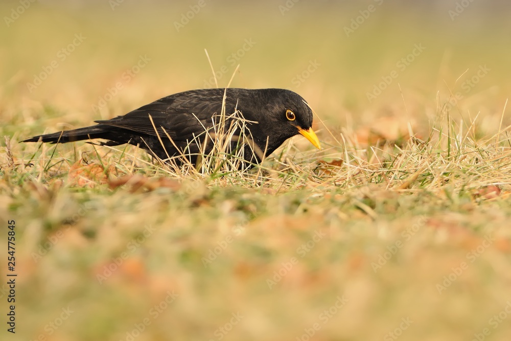 Eurasian Blackbird - Turdus merula species of true thrush. It breeds in ...