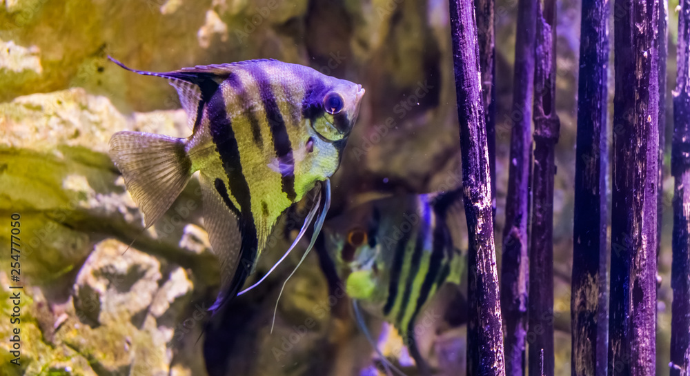 freshwater angelfish with another angelfish in the background, popular ...
