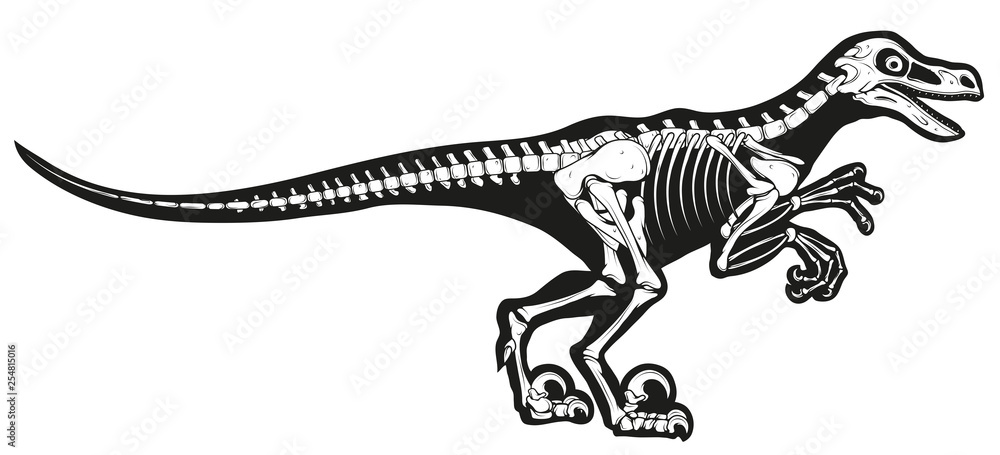 velociraptor skeleton, velociraptor fossil, Velociraptor bones, fossil ...