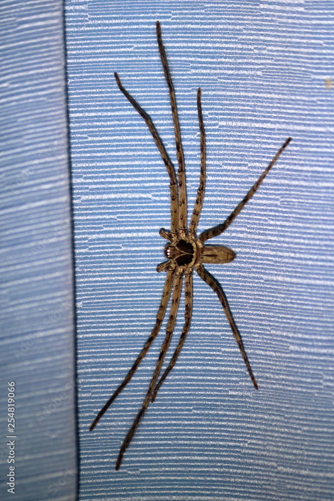 huntsman spider Stock Photo | Adobe Stock