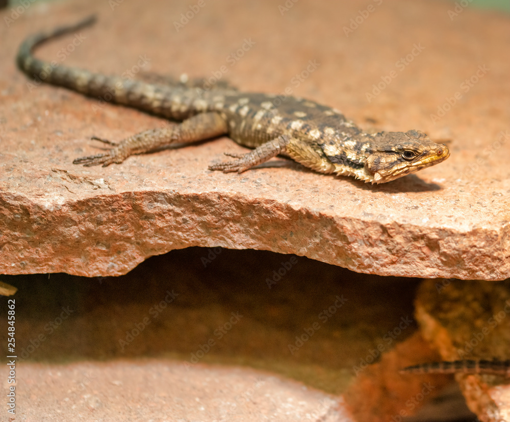 Poster A large girdled lizard with a flattened body, well-developed ...