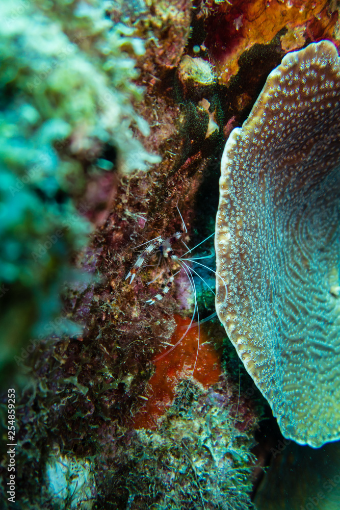 A tiny red striped shrimp or banded coral shrimp hiding in a crack in ...