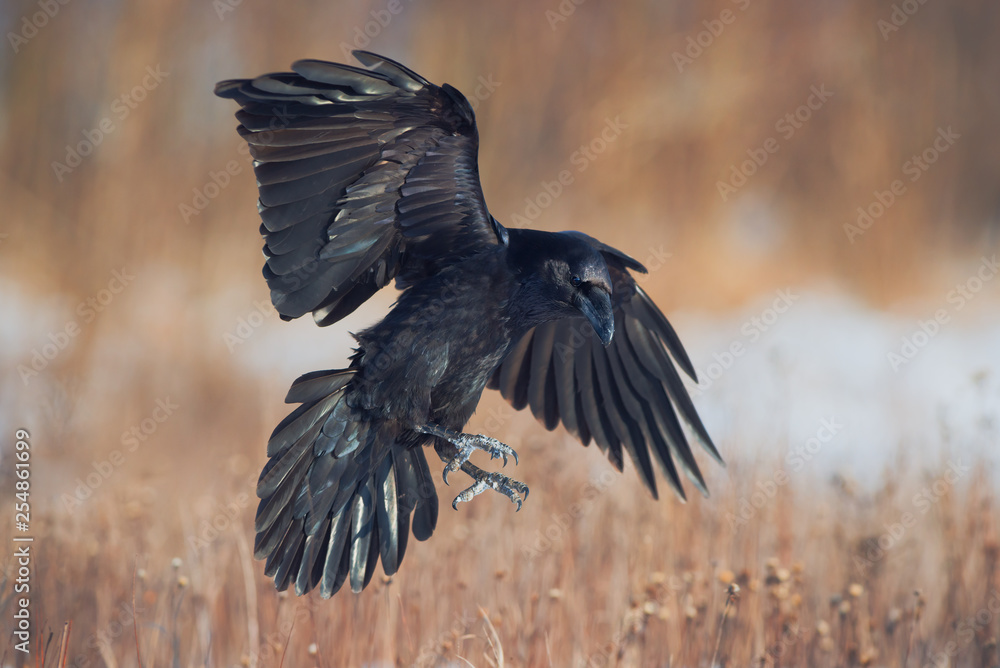 Common raven in flight. Corvus corax Stock Photo | Adobe Stock