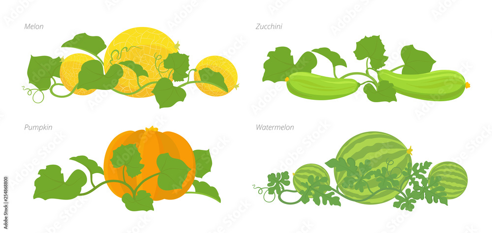 Poster Set of cucurbitaceae plants – Wall Art | UkPosters