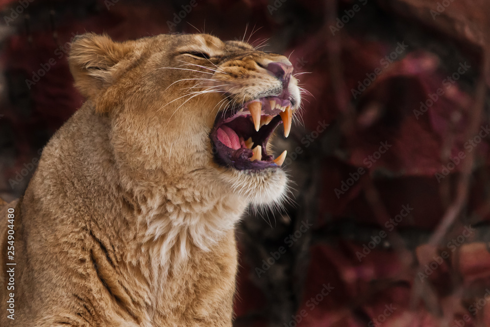 a lioness growls, baring her teeth - the face of a lioness close up on ...