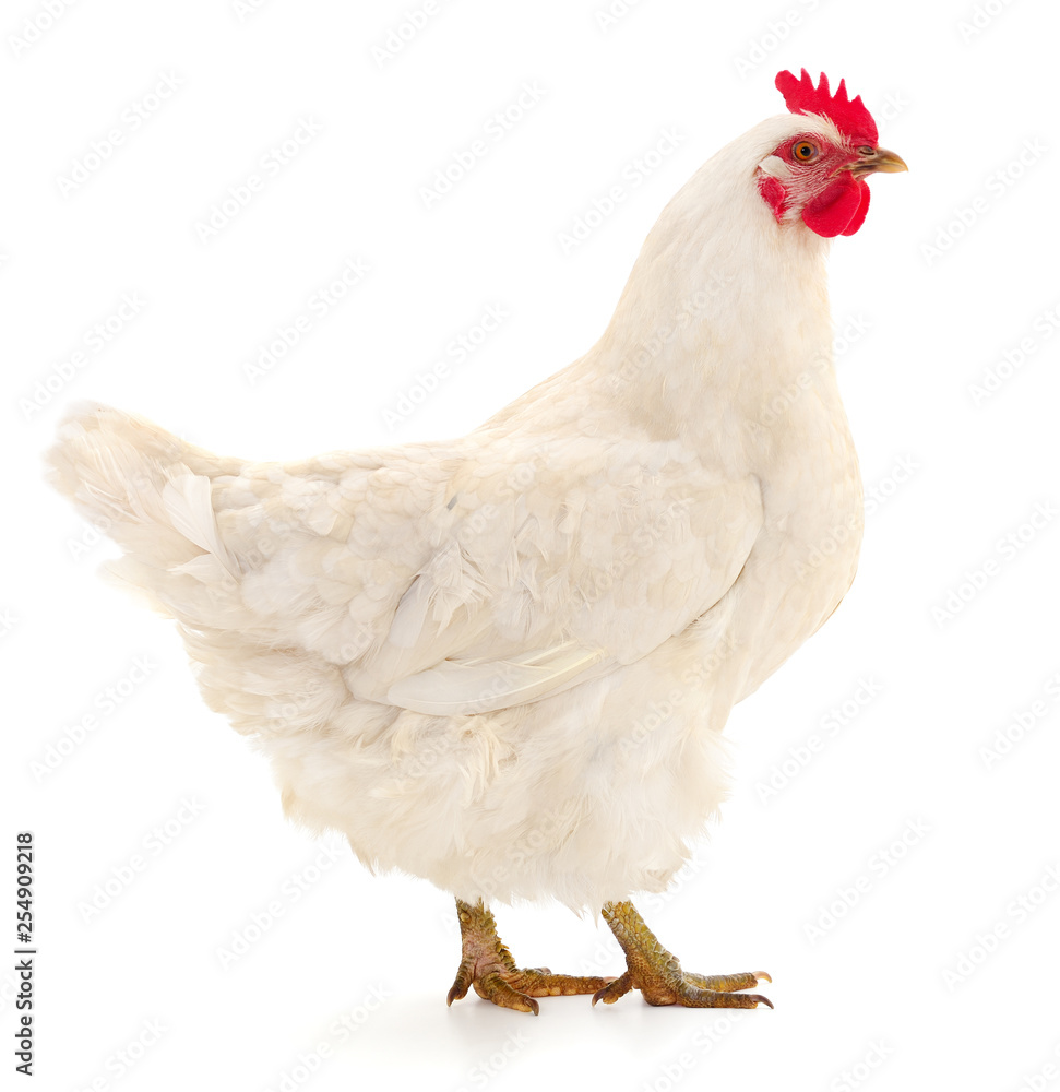 White hen isolated. Stock Photo | Adobe Stock
