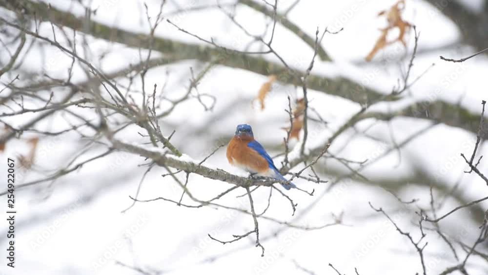 Blue bluebird two birds perched on oak tree during winter snow in ...