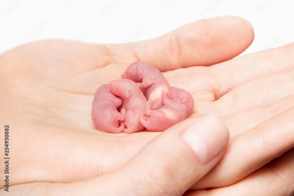 Little newborn rats sleep in human hands Stock Photo | Adobe Stock