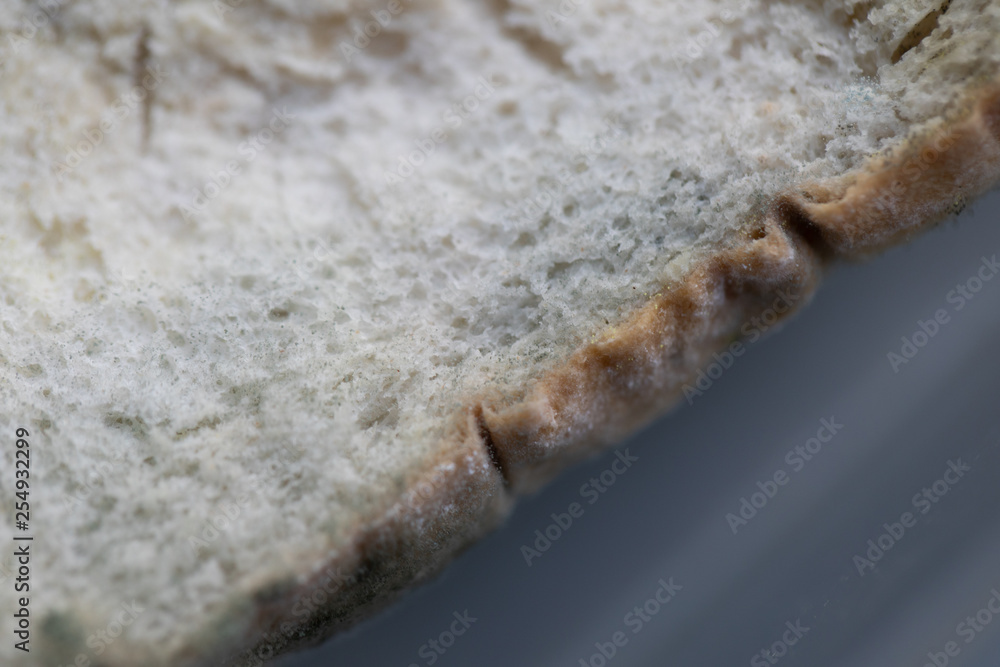 Rhizopus (bread mold) is a genus of common saprophytic fungi,Rhizopus ...