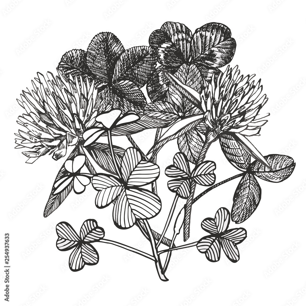 Clover set. Isolated wild plant and leaves on white background. Herbal ...