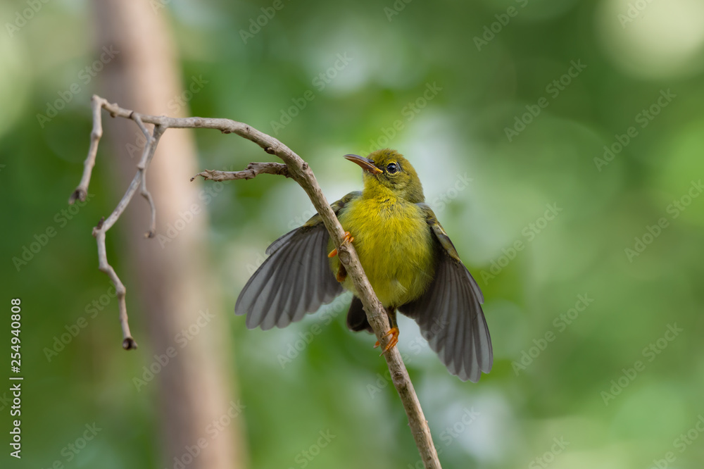 Foto de Close up of yellow juvenile sunbird,front view..Brown throated ...