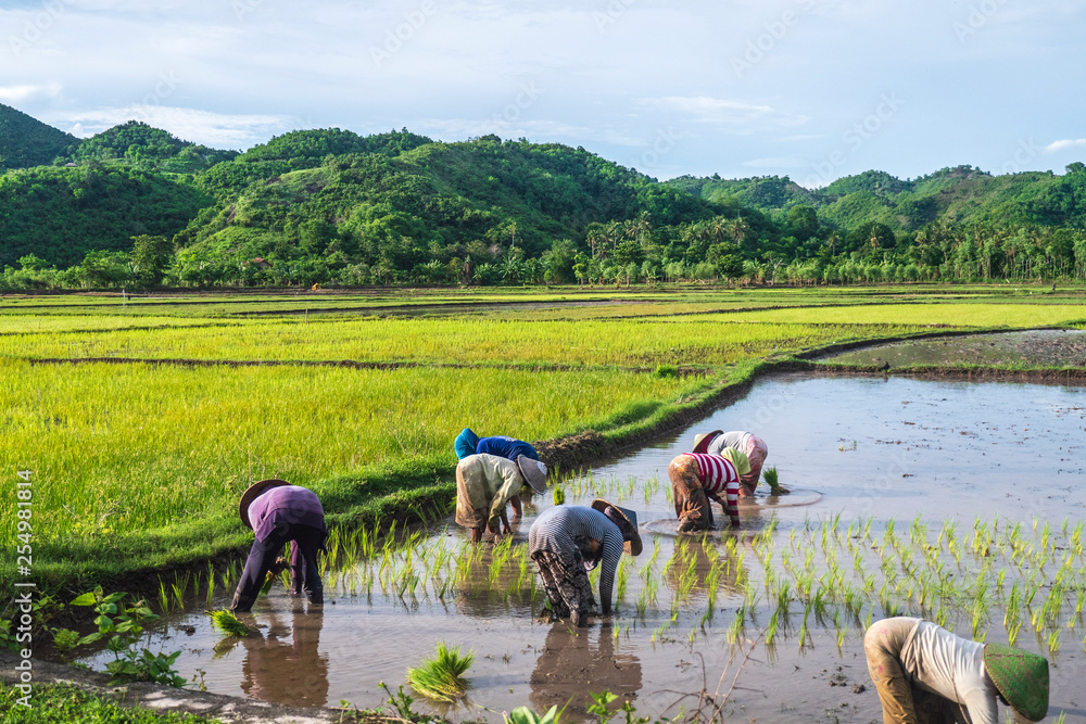 Farmer in Rice Field in Tetebatu on Lombok Island, Indonesia Stock ...