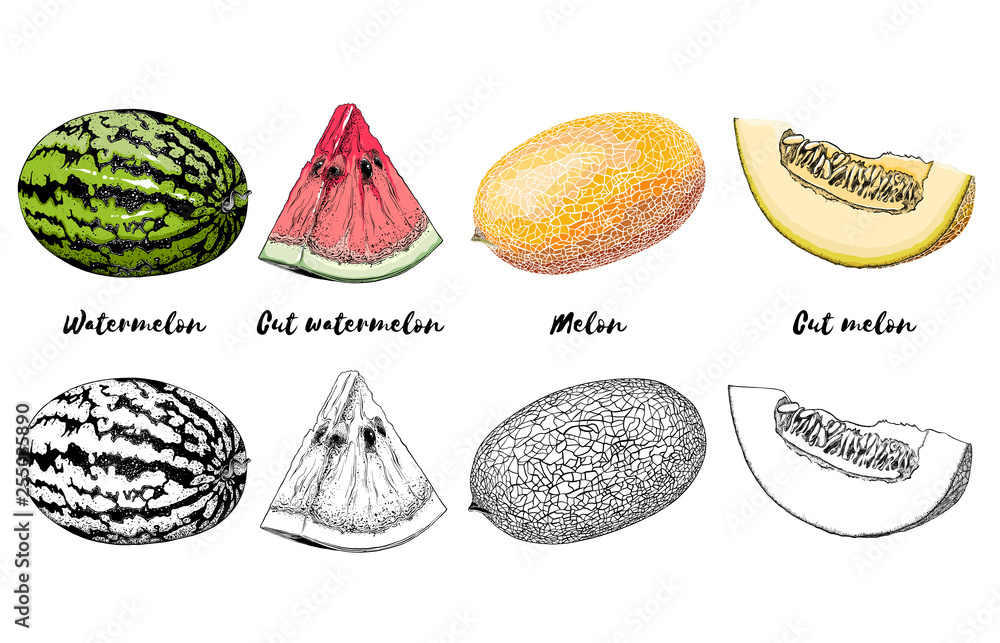 Hand-drawn set of melon and watermelon in color, isolated on white ...