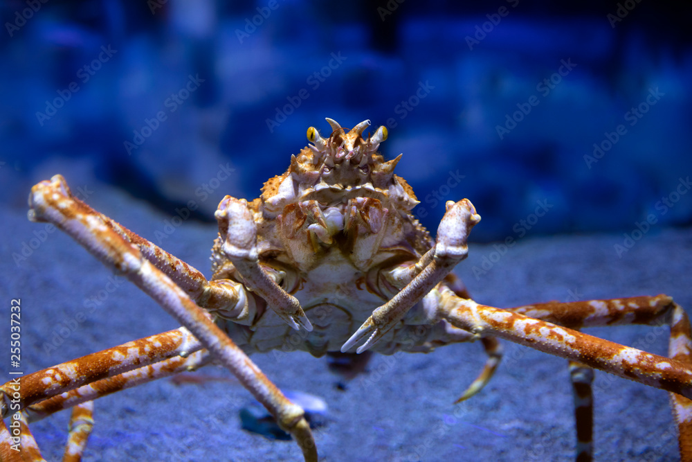 Giant Japanese Spider Crab Stock Photo | Adobe Stock