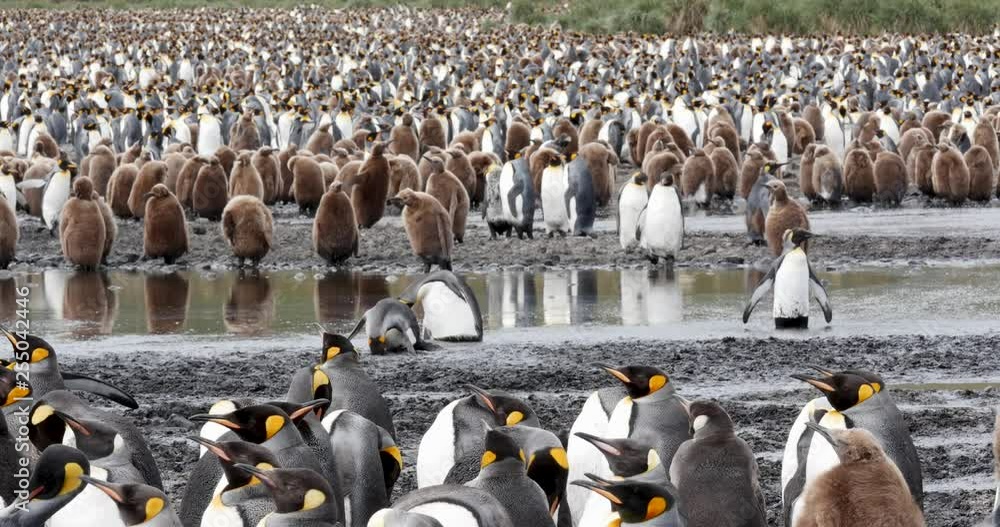 In the midst of a very large king penguin colony on south georgia the ...