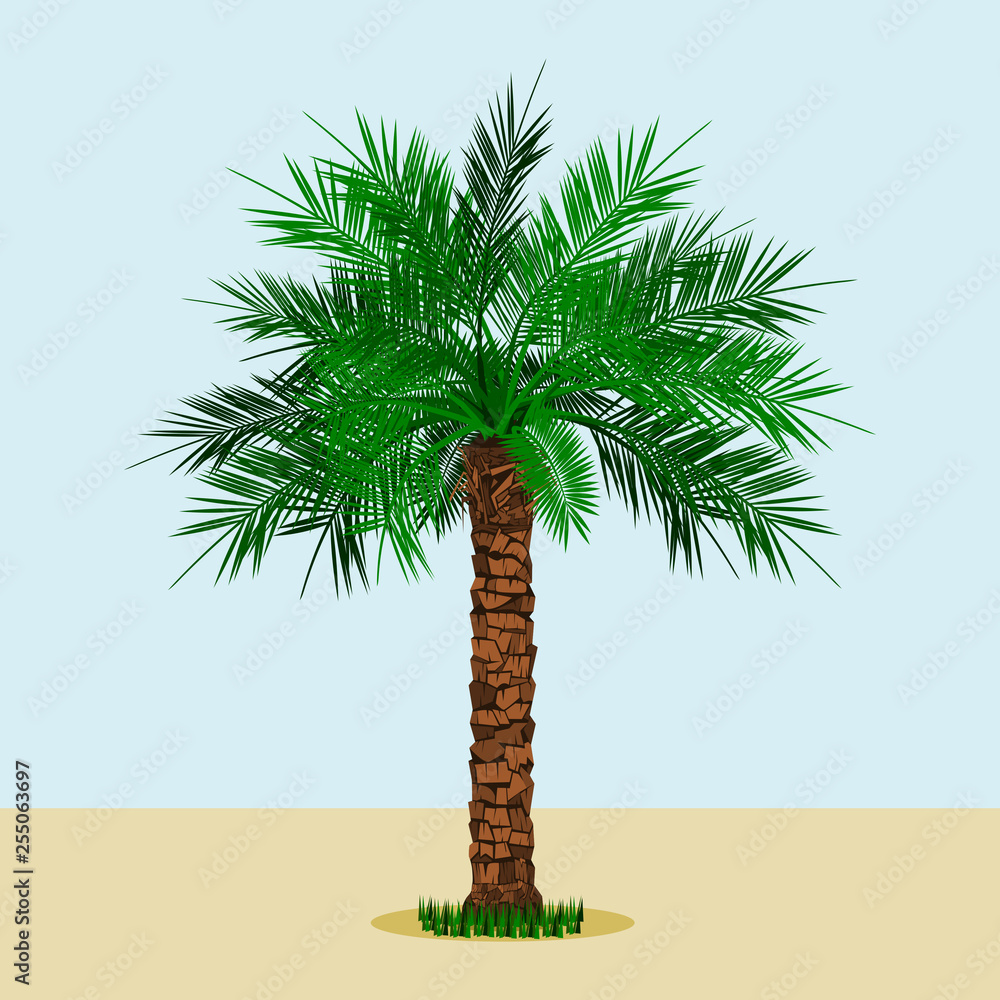 Editable Long Trunk Date Palm Tree With Grass at the Bottom on Simple ...