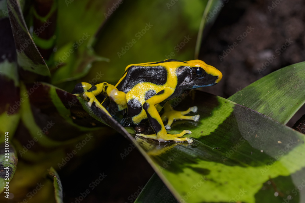 Dyeing Poison Dart Frog Eggs