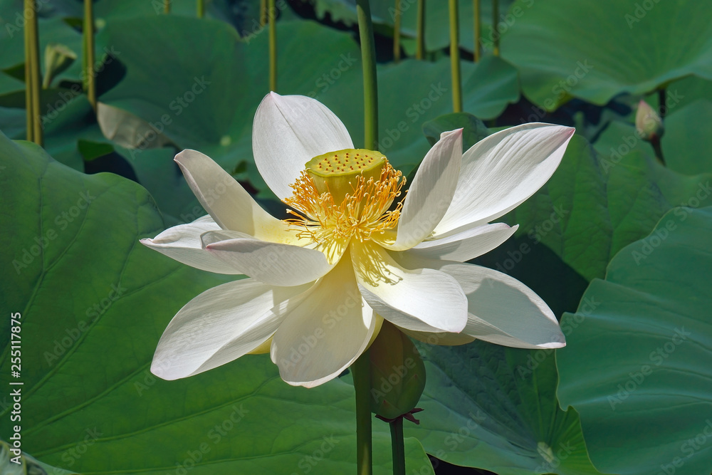 Sacred lotus (Nelumbo nucifera). Known also as Indian Lotus, Bean of ...