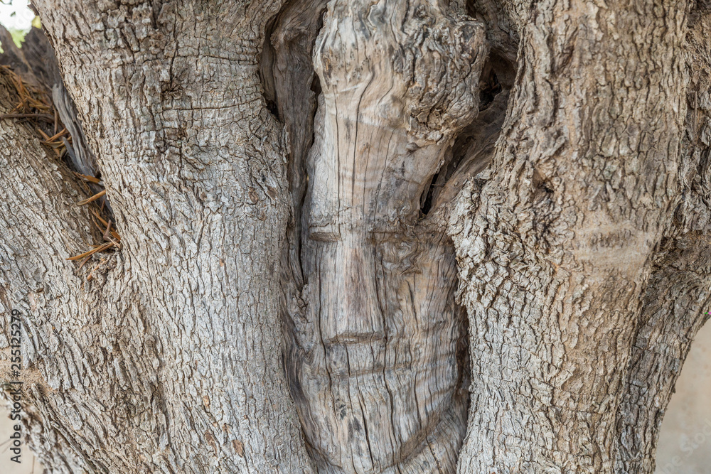 Face engraved on a tree trunk. Enchanted Castle of Sciacca, open-air ...