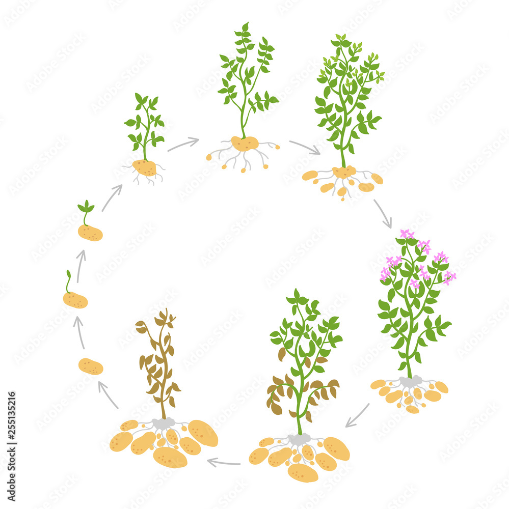 Vektorová grafika „The life cycle crop stages of potato. Vector ...