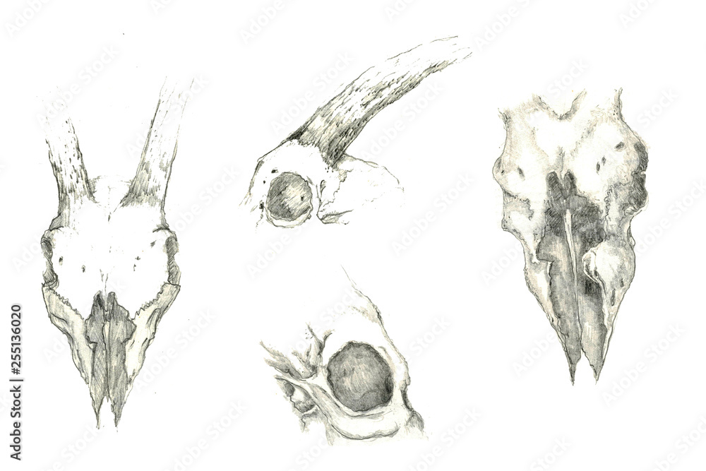 raster monochrome collection of different parts of a goat skull ...